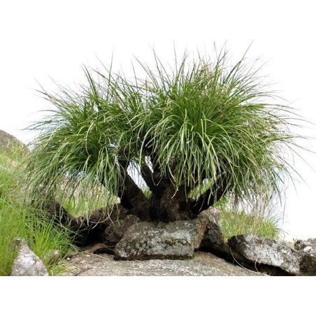 Xerophyta Retinervis - Plante résurrection - Xerophyte