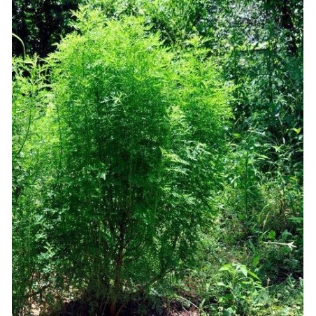 Armoise annuelle - Artemisia Annua